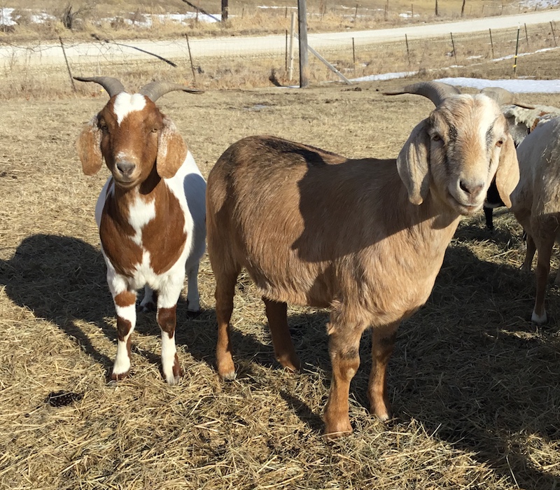 News From the Ranch, Episode 1927 | Prairie Moon Quilts